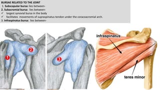 Shoulder joints ppt | PPTX
