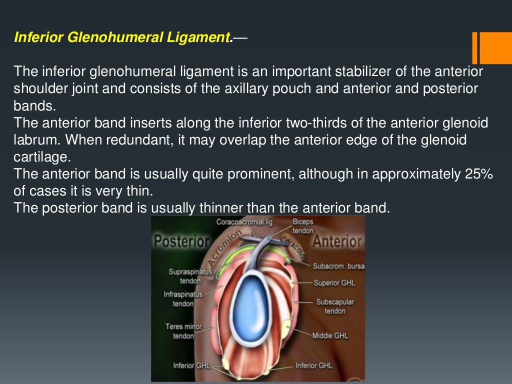 Shoulder labral tears MRI