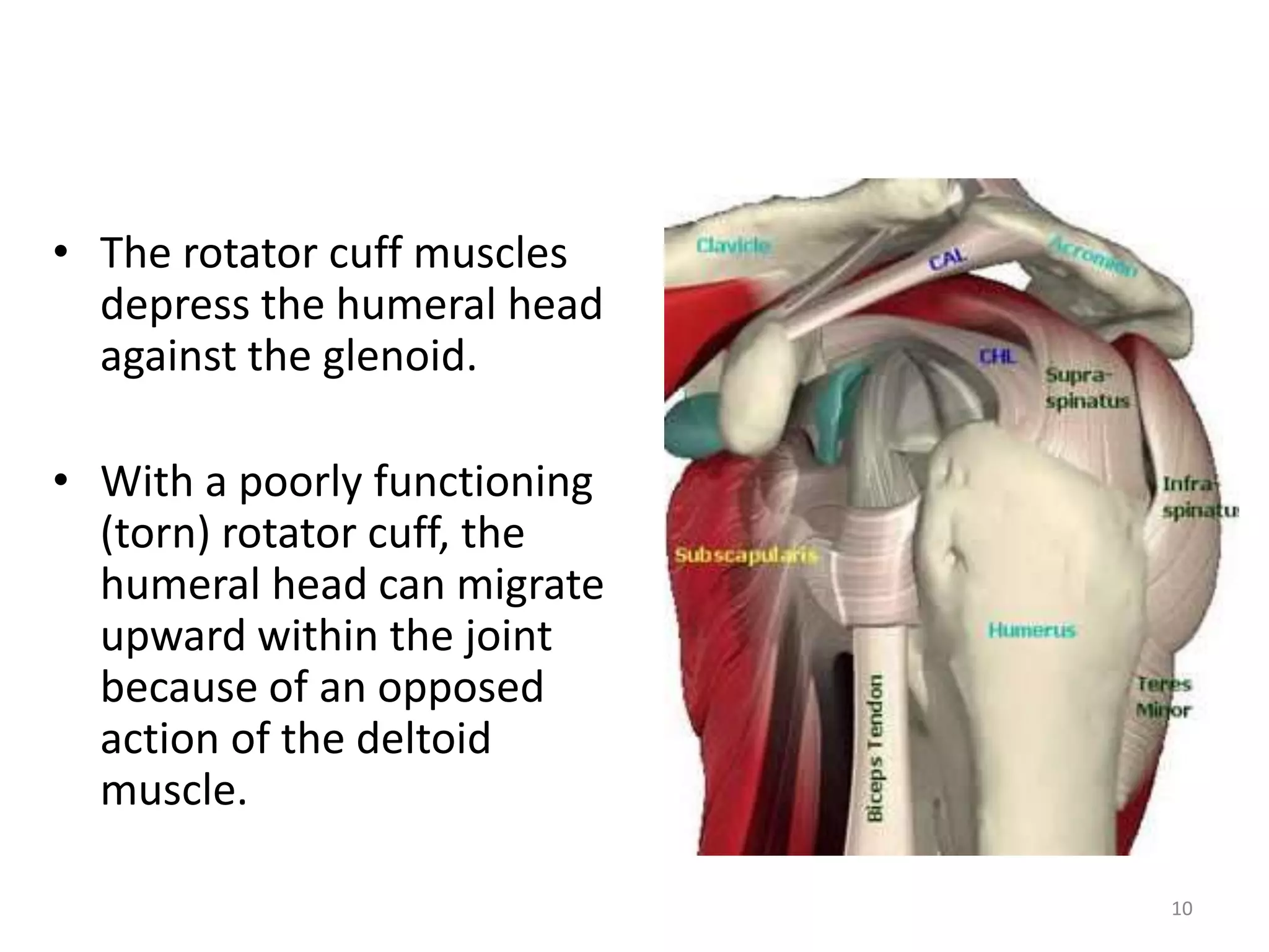 SHOULDER PAIN Diff. Diagnosis RB.pptx