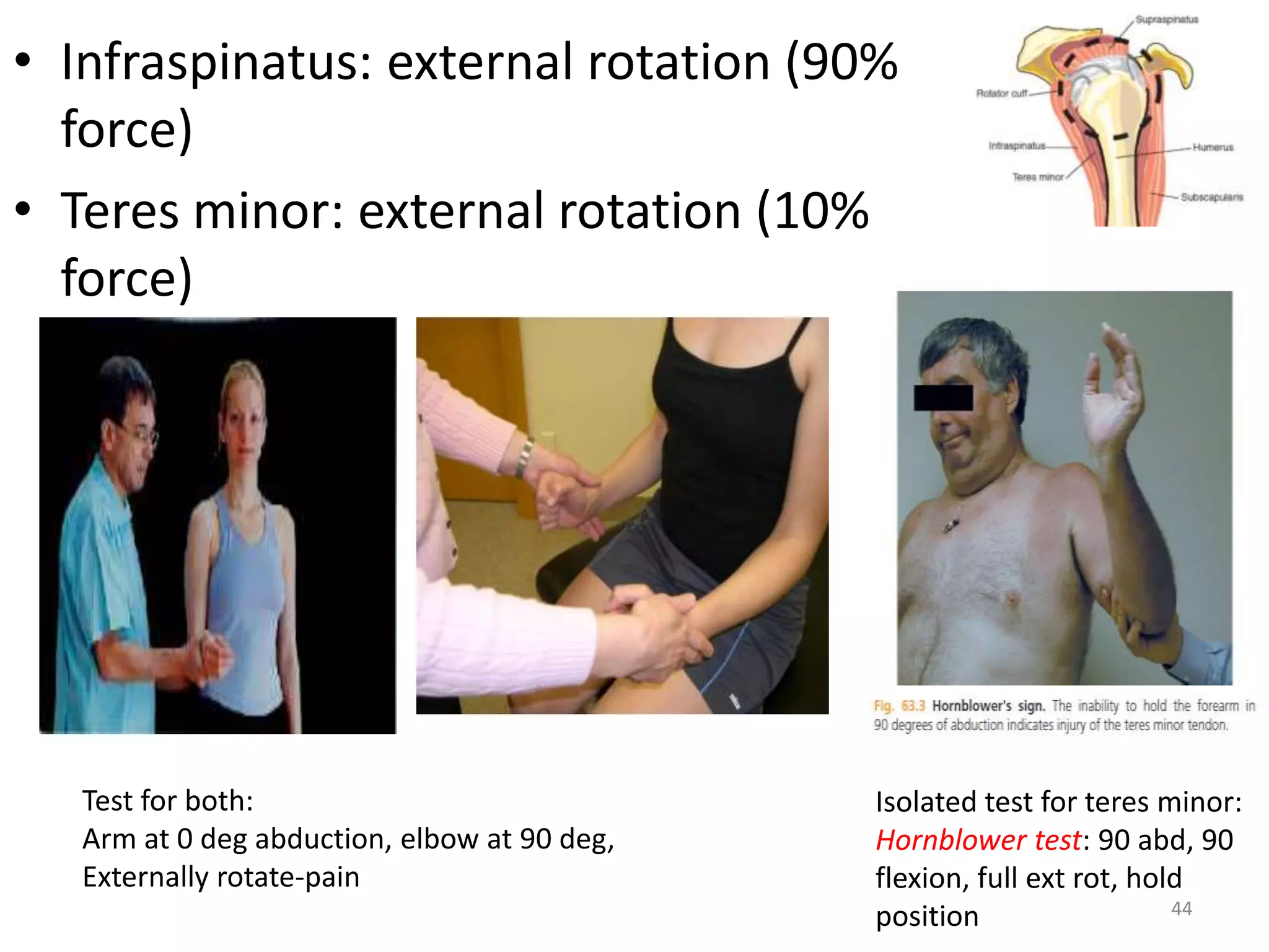 SHOULDER PAIN Diff. Diagnosis RB.pptx