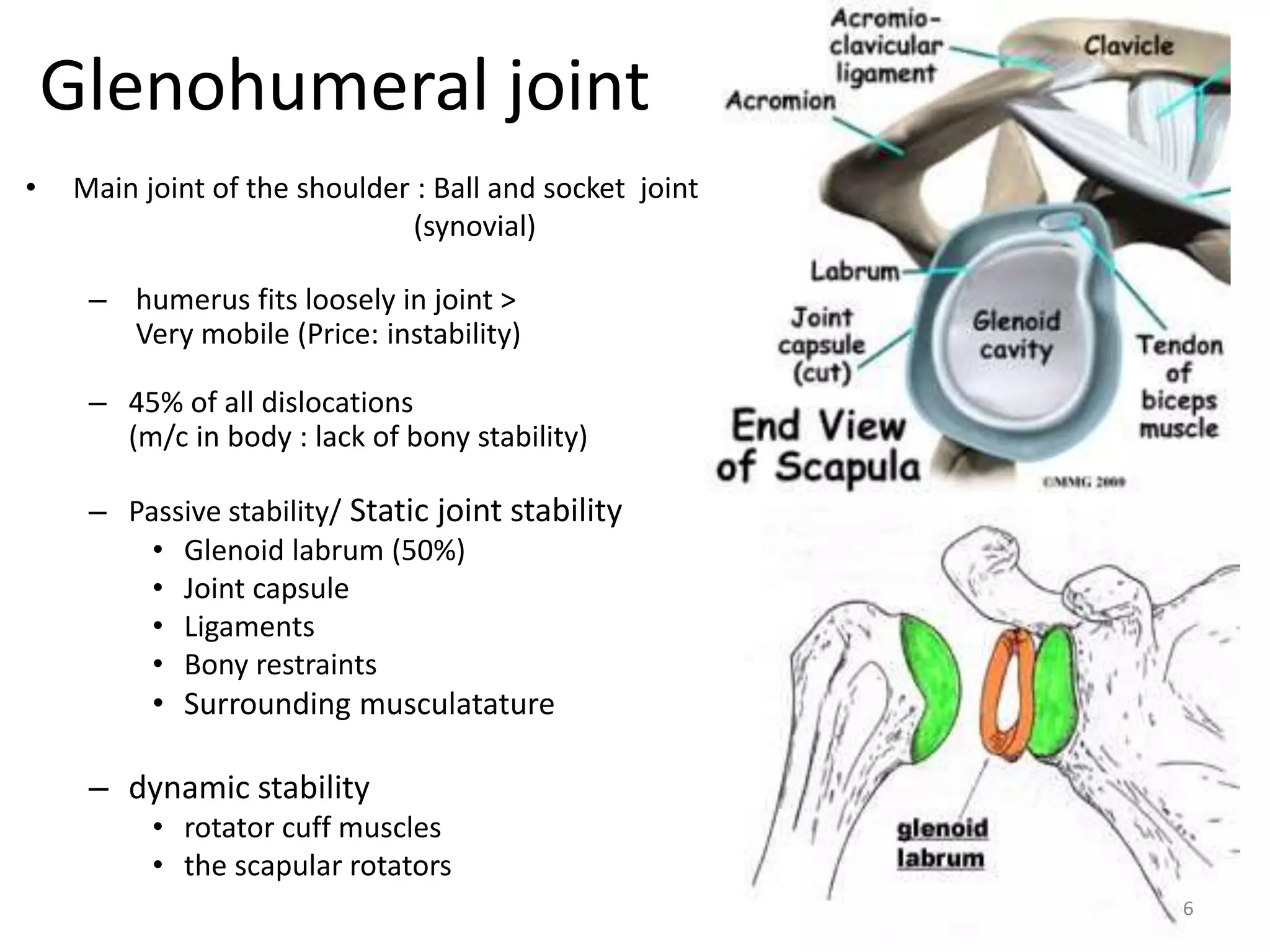SHOULDER PAIN Diff. Diagnosis RB.pptx