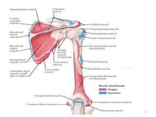 SHOULDER PAIN Diff. Diagnosis RB.pptx