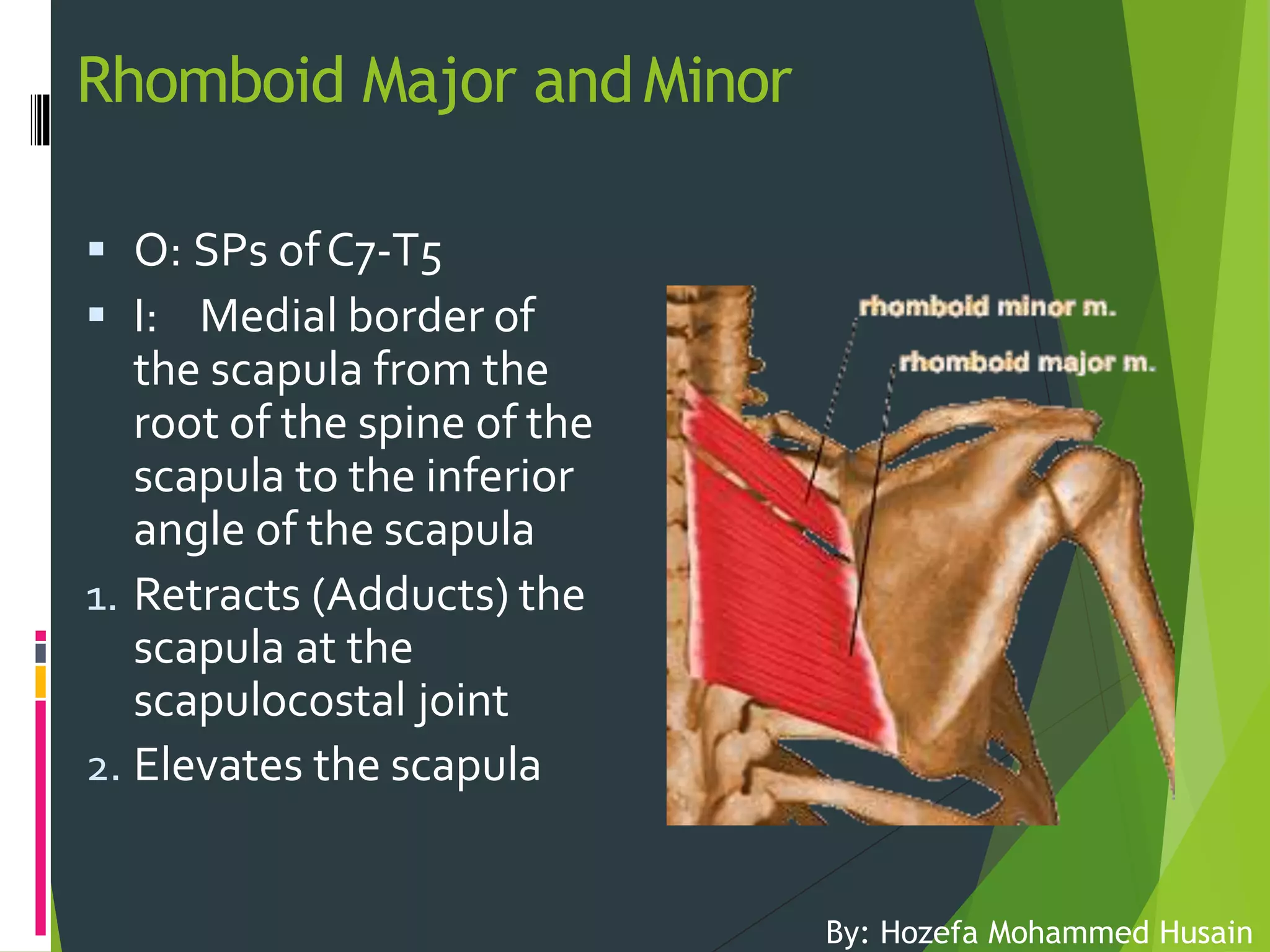 Shoulder Palpation Technique for Shoulder Muscles | PPTX