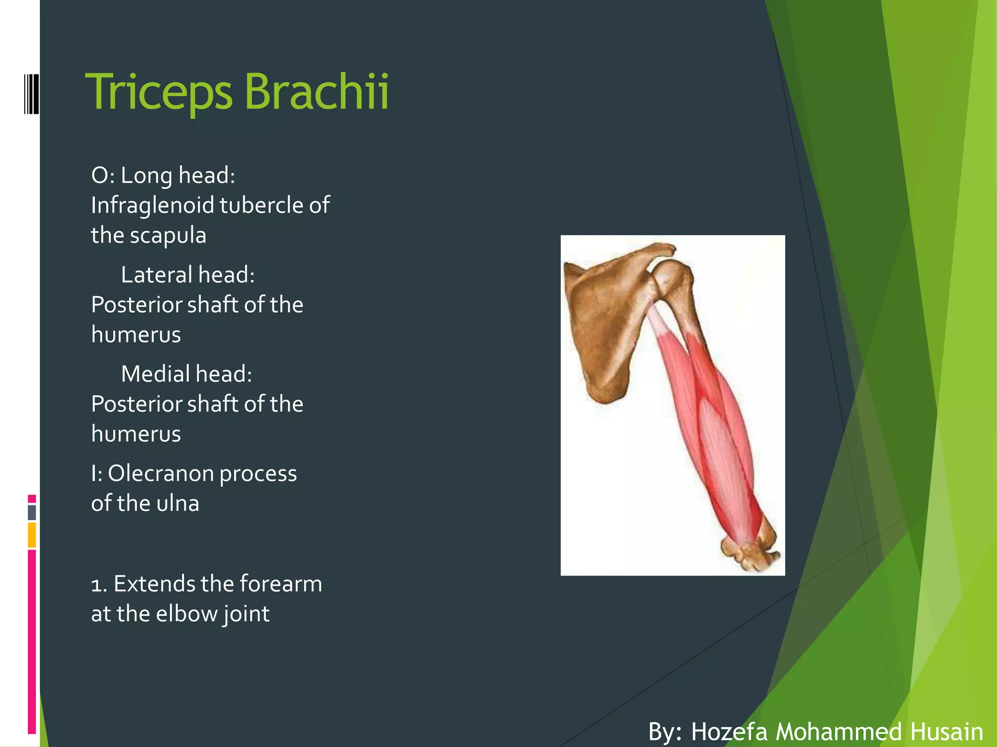 Shoulder Palpation Technique for Shoulder Muscles | PPTX