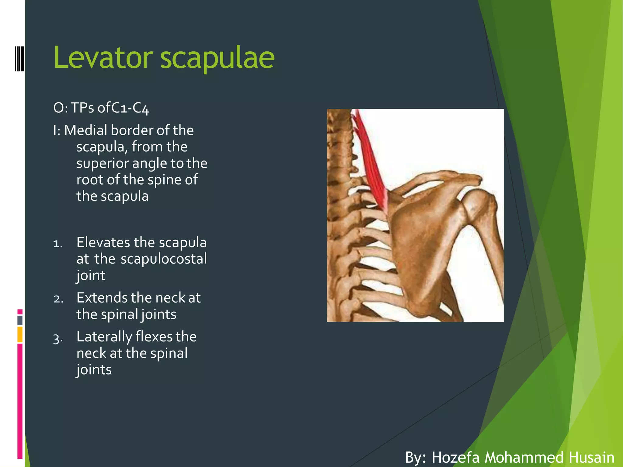 Shoulder Palpation Technique for Shoulder Muscles | PPTX