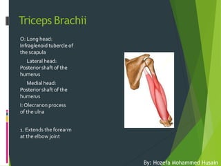 Shoulder Palpation Technique for Shoulder Muscles | PPTX