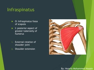 Shoulder Palpation Technique for Shoulder Muscles | PPTX
