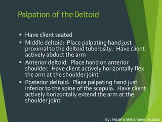 Shoulder Palpation Technique for Shoulder Muscles | PPTX