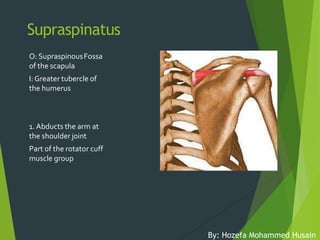 Greater Tubercle Of Humerus Palpation