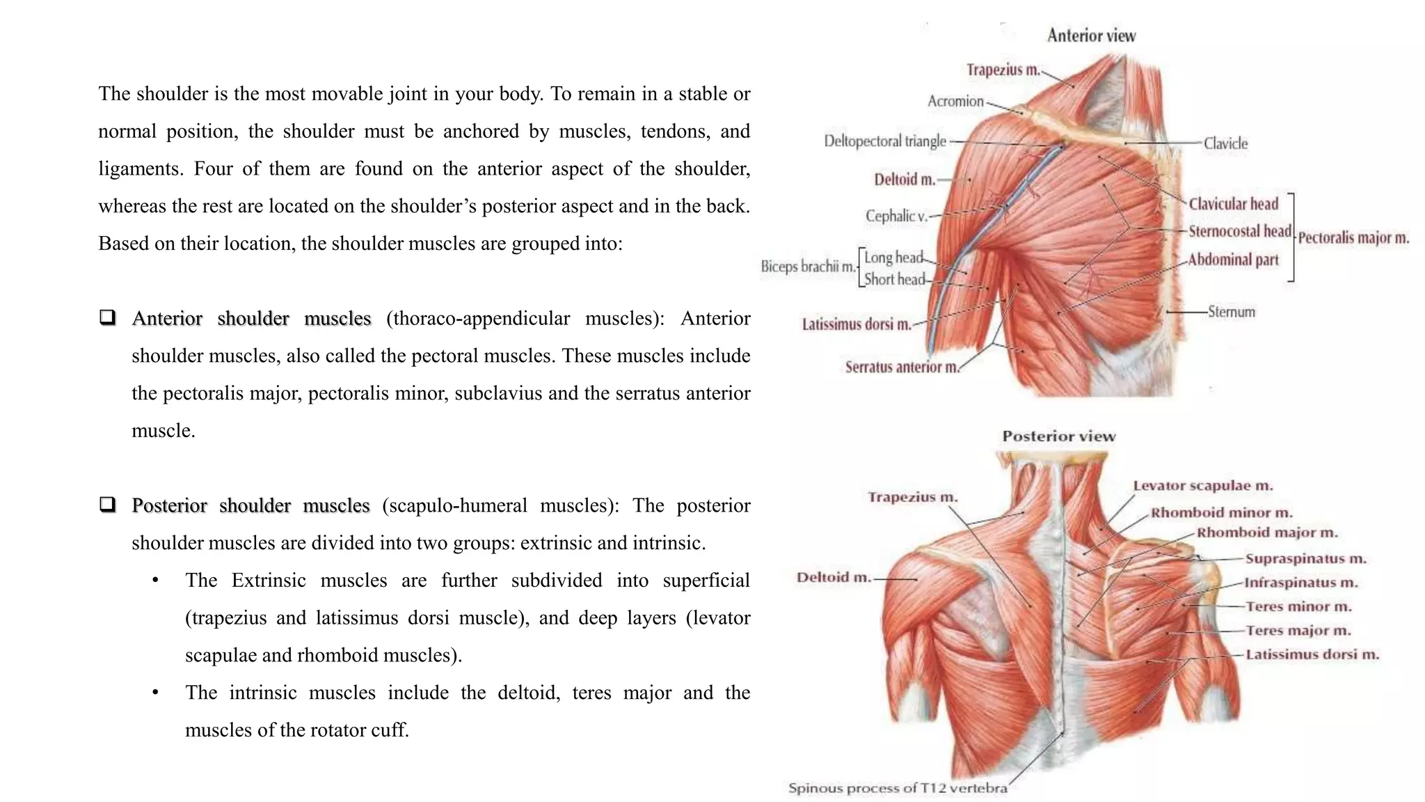 shoulder patho.pptx