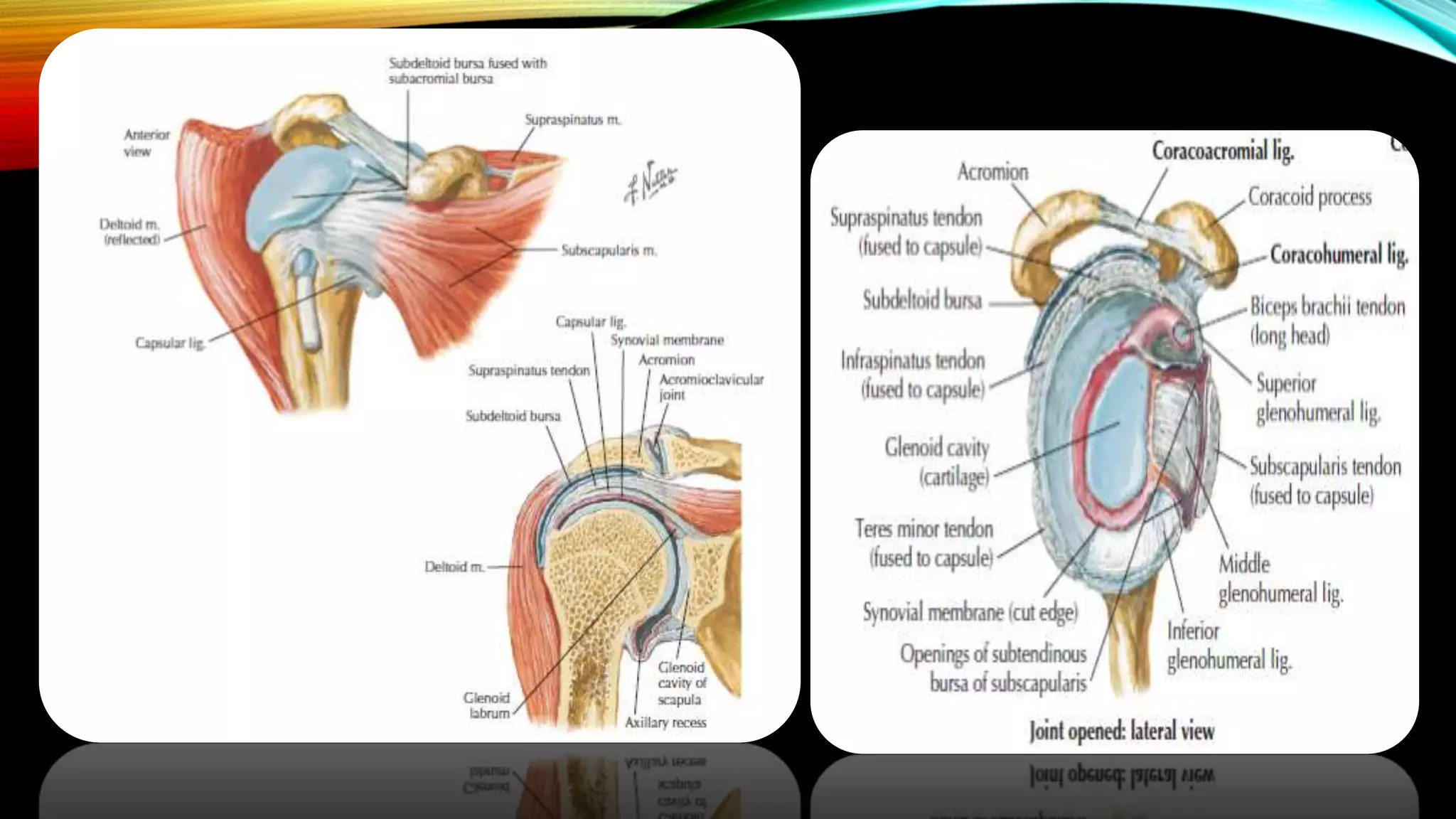 Shoulder pathologies | PPTX
