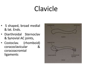 Shoulder radiologic anatomy | PPTX