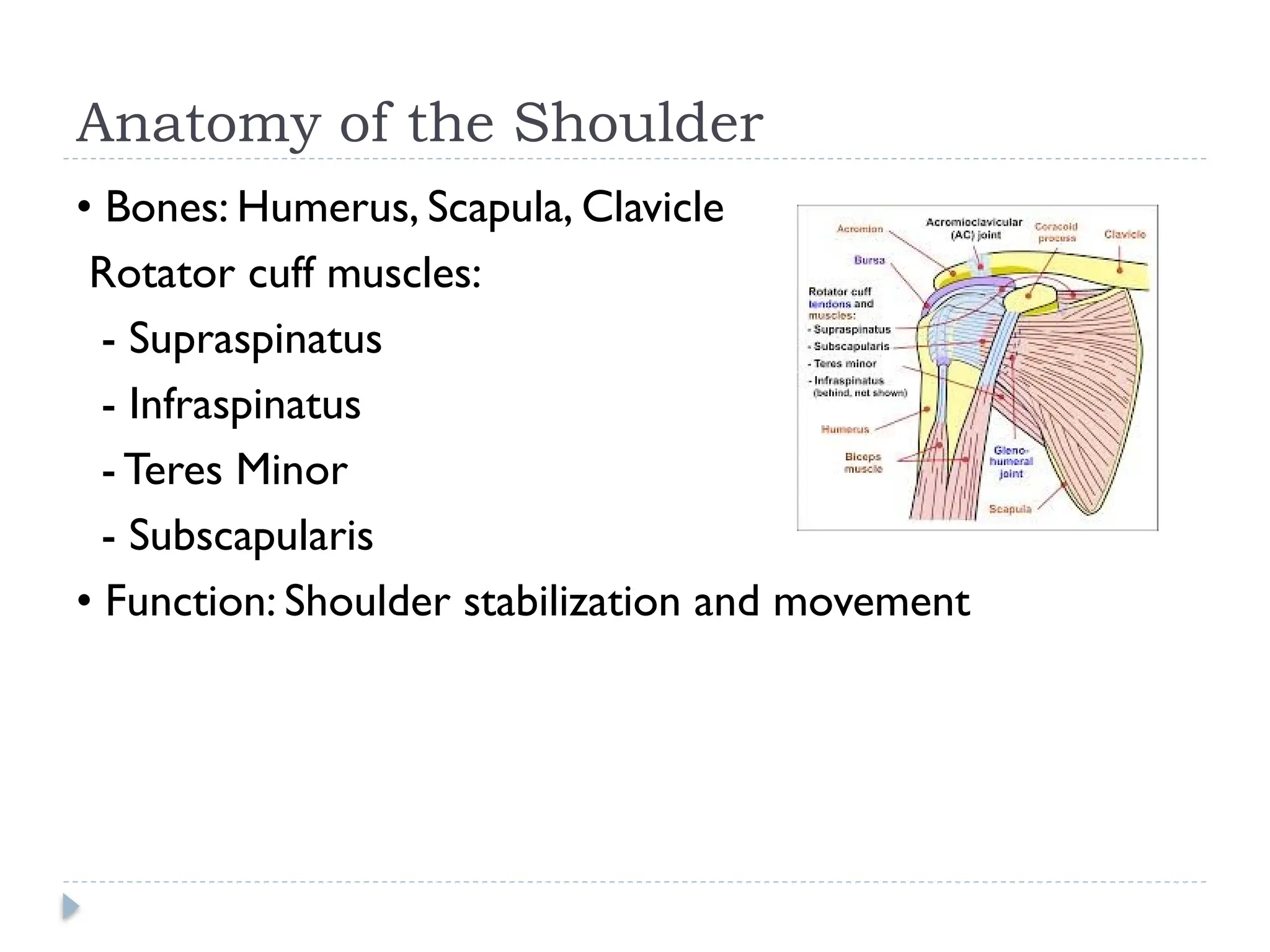 Shoulder_RC_Tendinitis_Physio___PPT.pptx