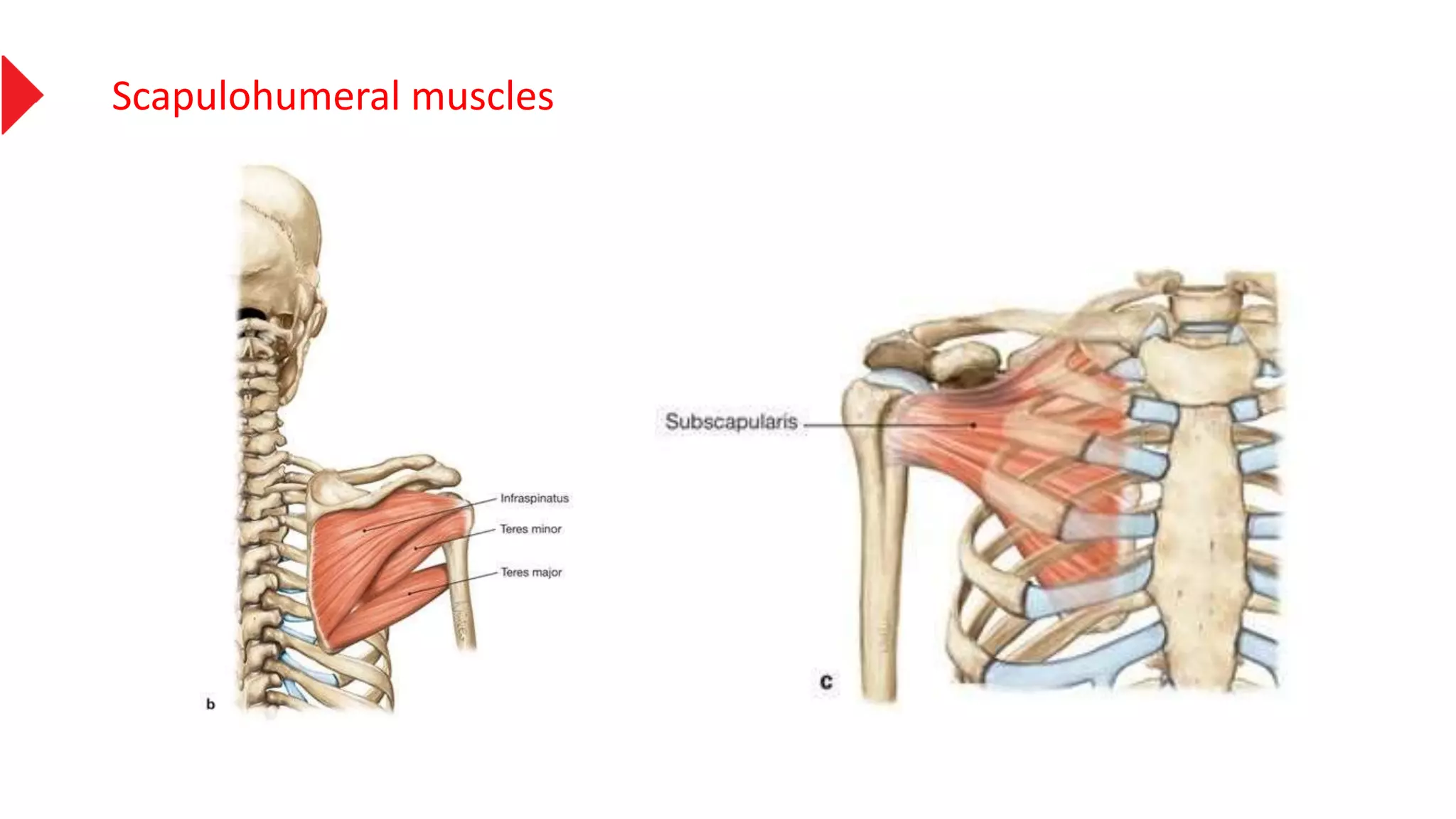 The Shoulder region | PPT