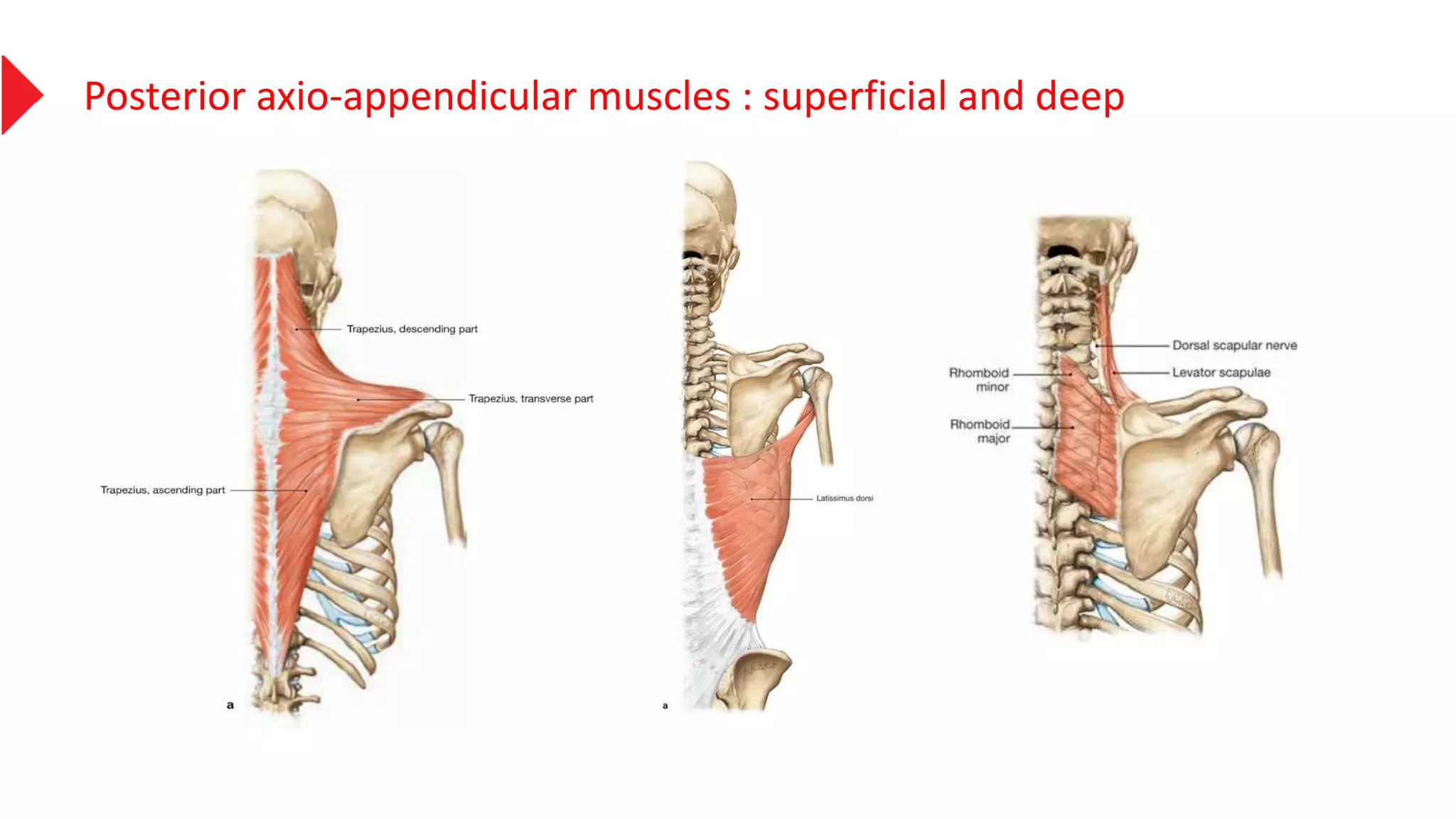 The Shoulder region | PPT