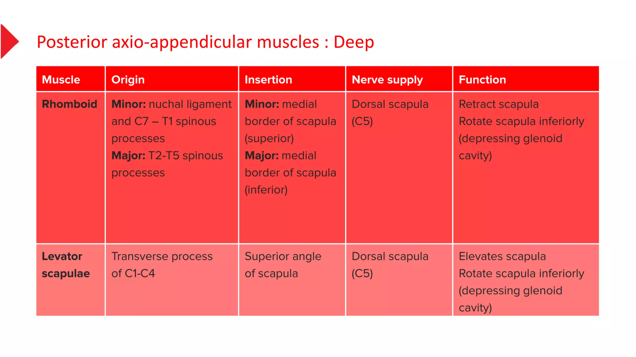 The Shoulder region | PPT