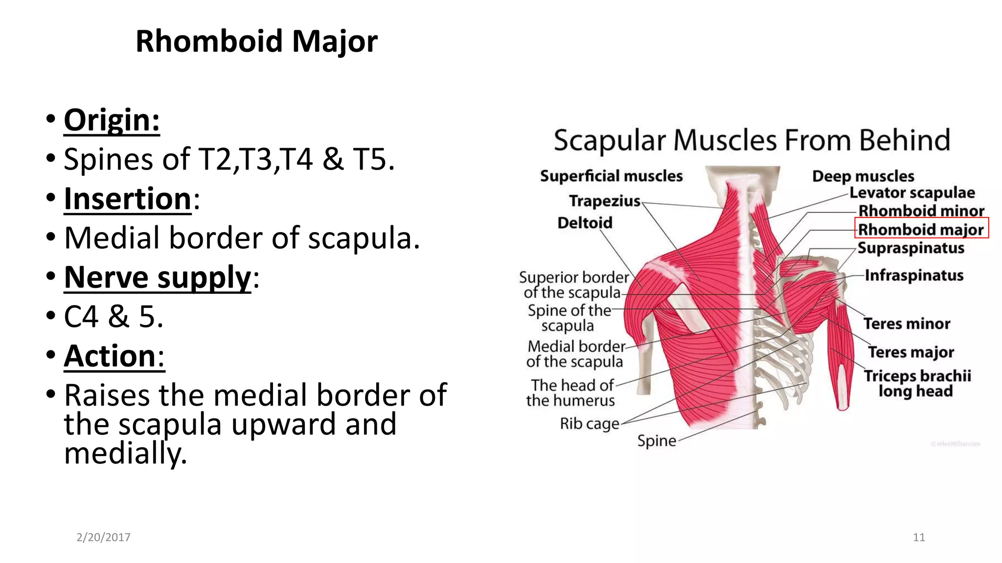 Shoulder region | PPTX