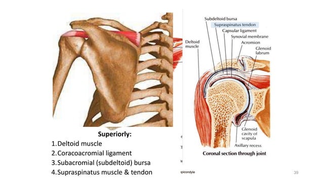 Shoulder region | PPT