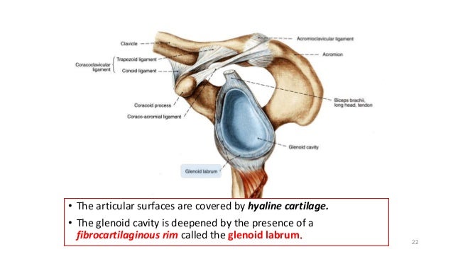 Shoulder region