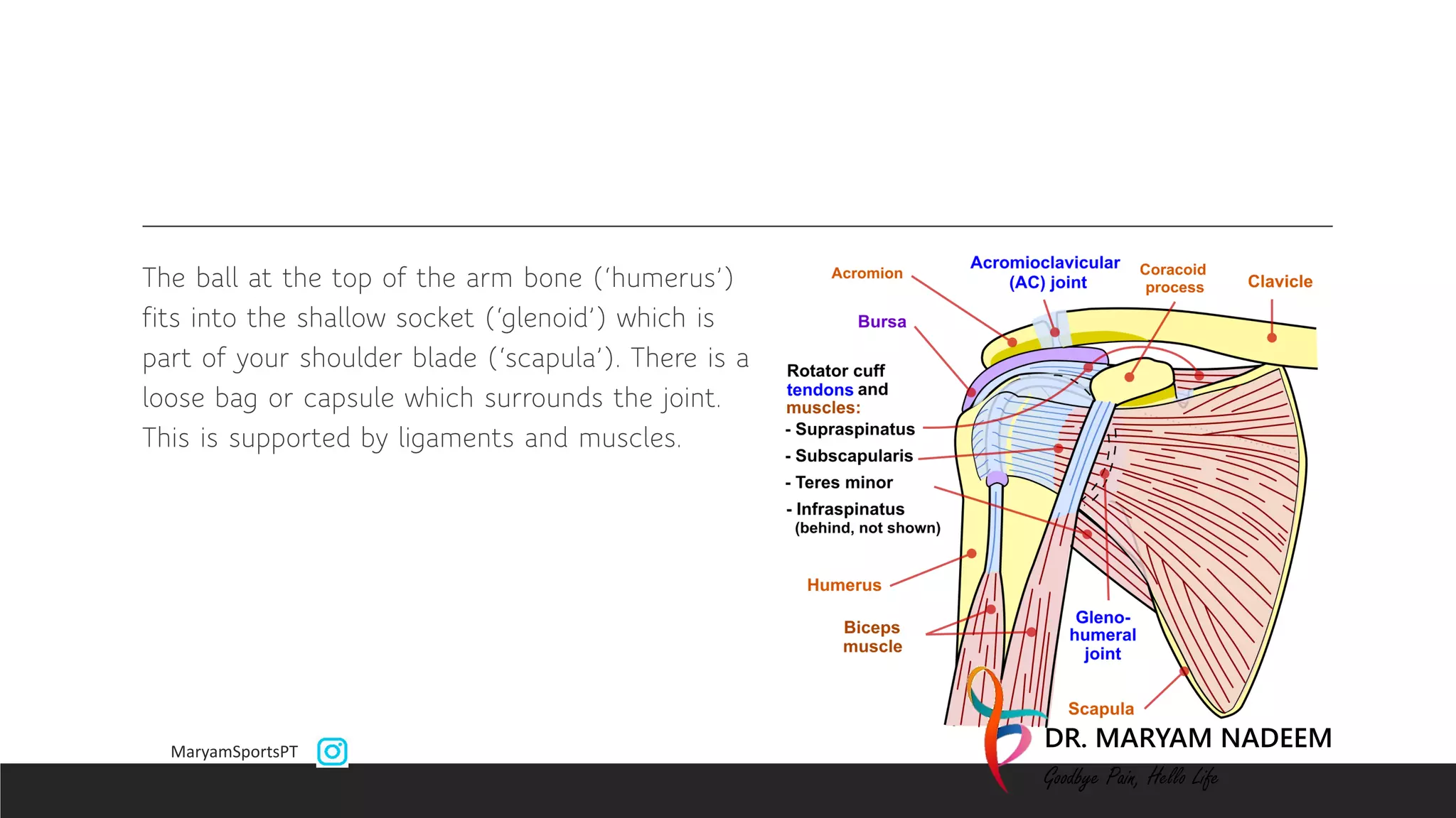 Shoulder Rehabilitation | PDF