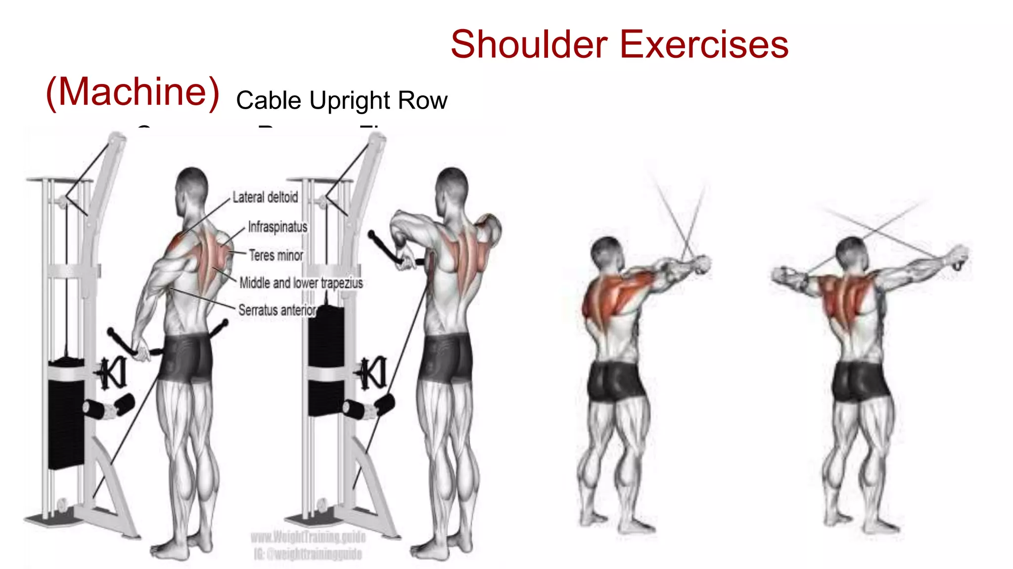 Shoulders and back week 3 practical | PPTX