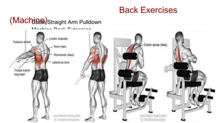 Shoulders and back week 3 practical | PPTX | Physical Therapy | Wellness