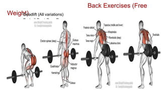 Shoulders and back week 3 practical | PPTX | Physical Therapy | Wellness
