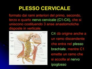 Shoulder syndrome nello svuotamento linfonodale latero-cervicale | PPT