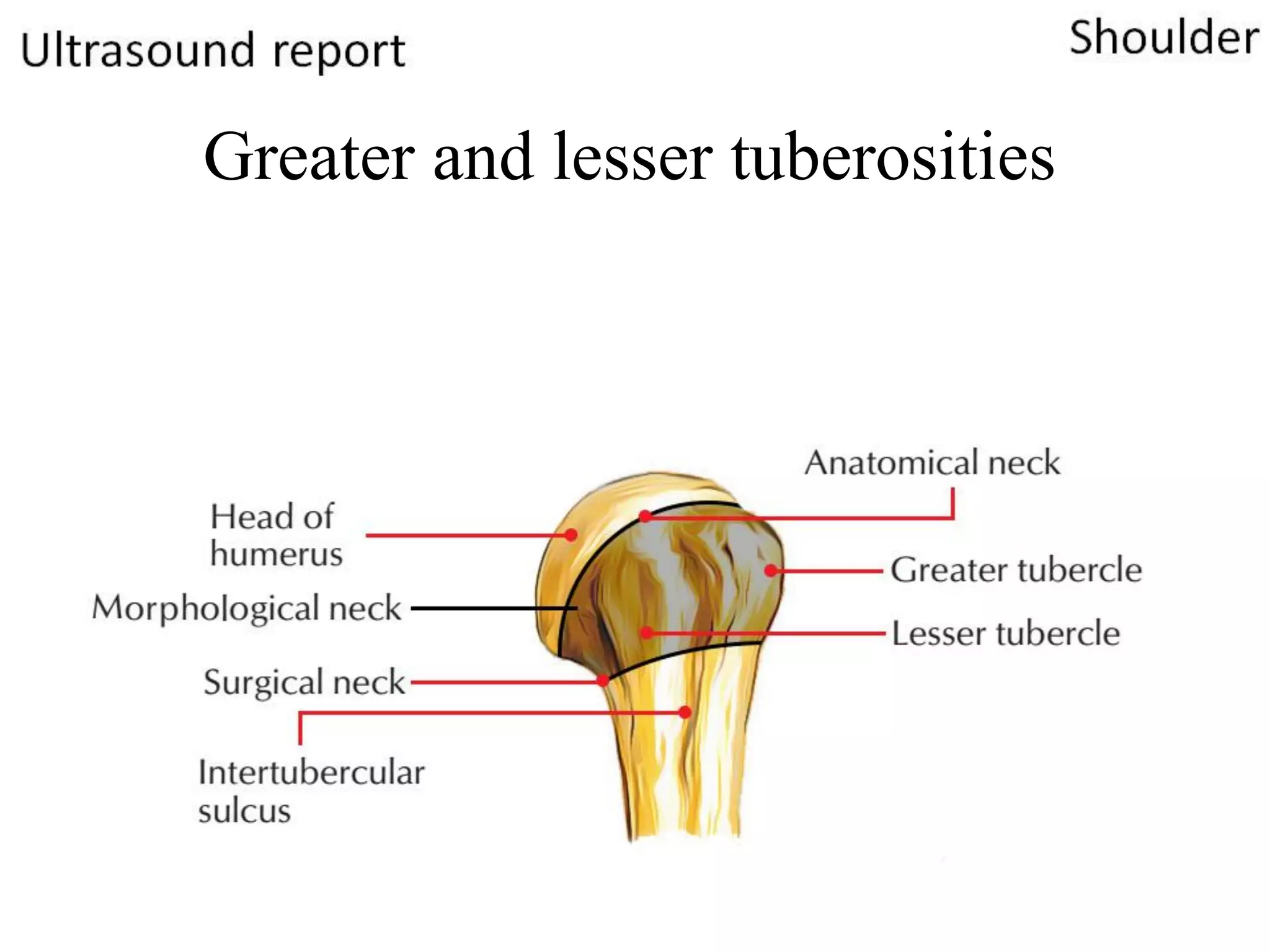 Shoulder ultrasound report | PDF