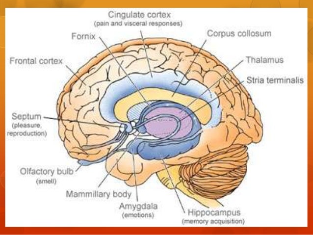 The Effects of Addiction on Brain Functioning