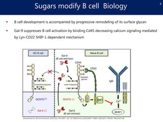 Gal-9 Sigma Xi ppt | PPTX | Endocrine and Metabolic Diseases | Diseases ...