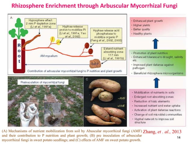 nutrient use efficiency | PPTX