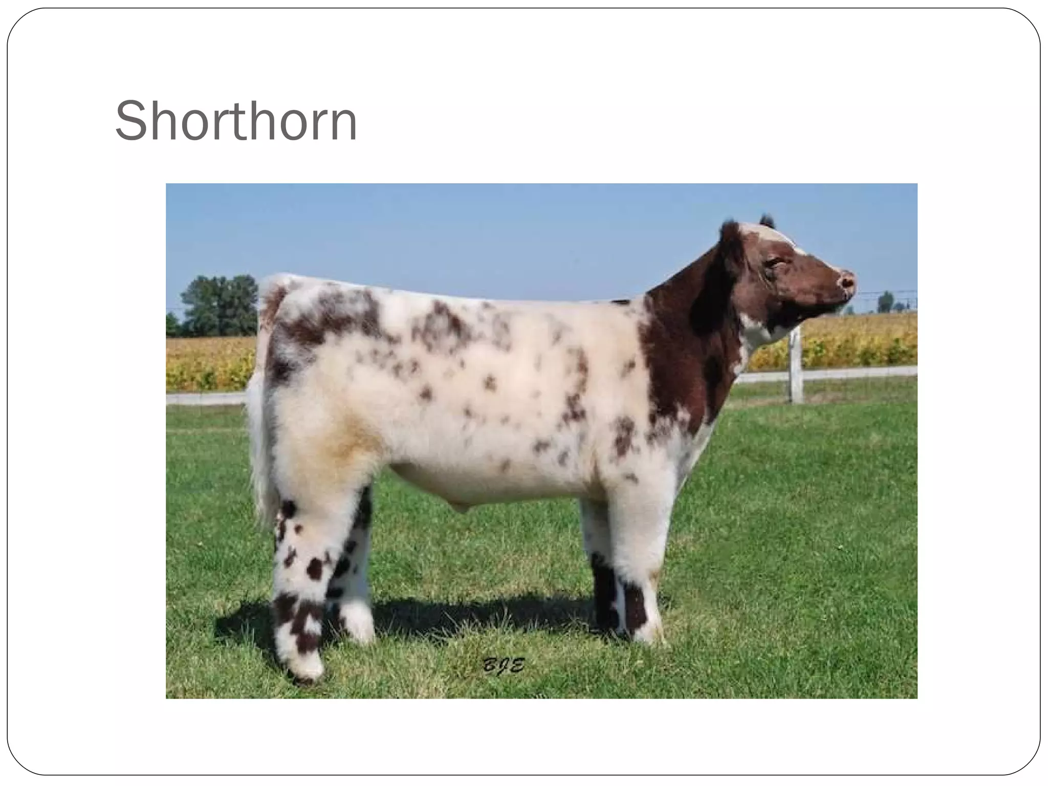 Show steer classification guidelines | PPT