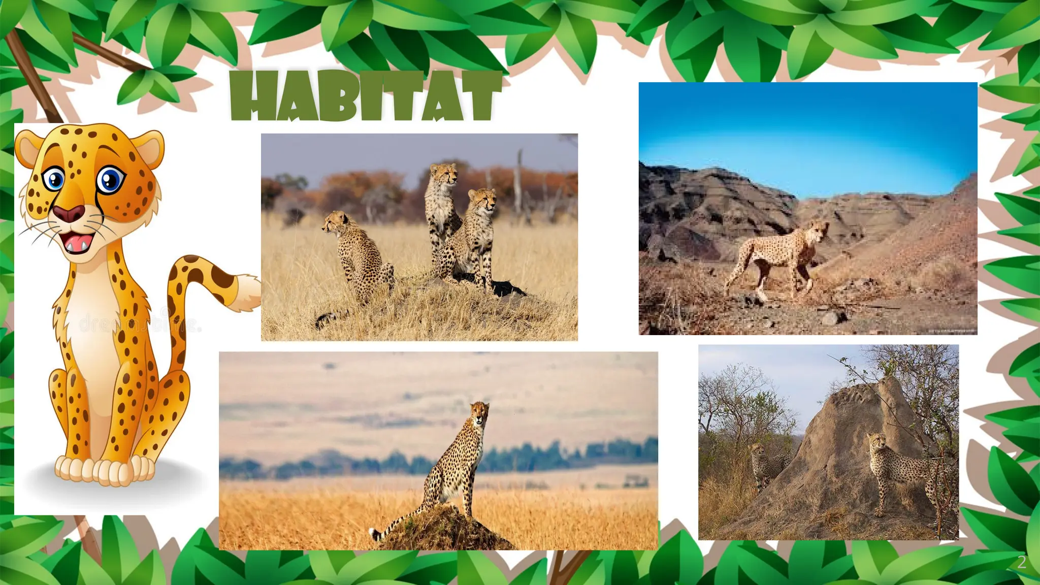 Show & Tell. on appearance, diet and interesting facts on cheetahs pptx ...