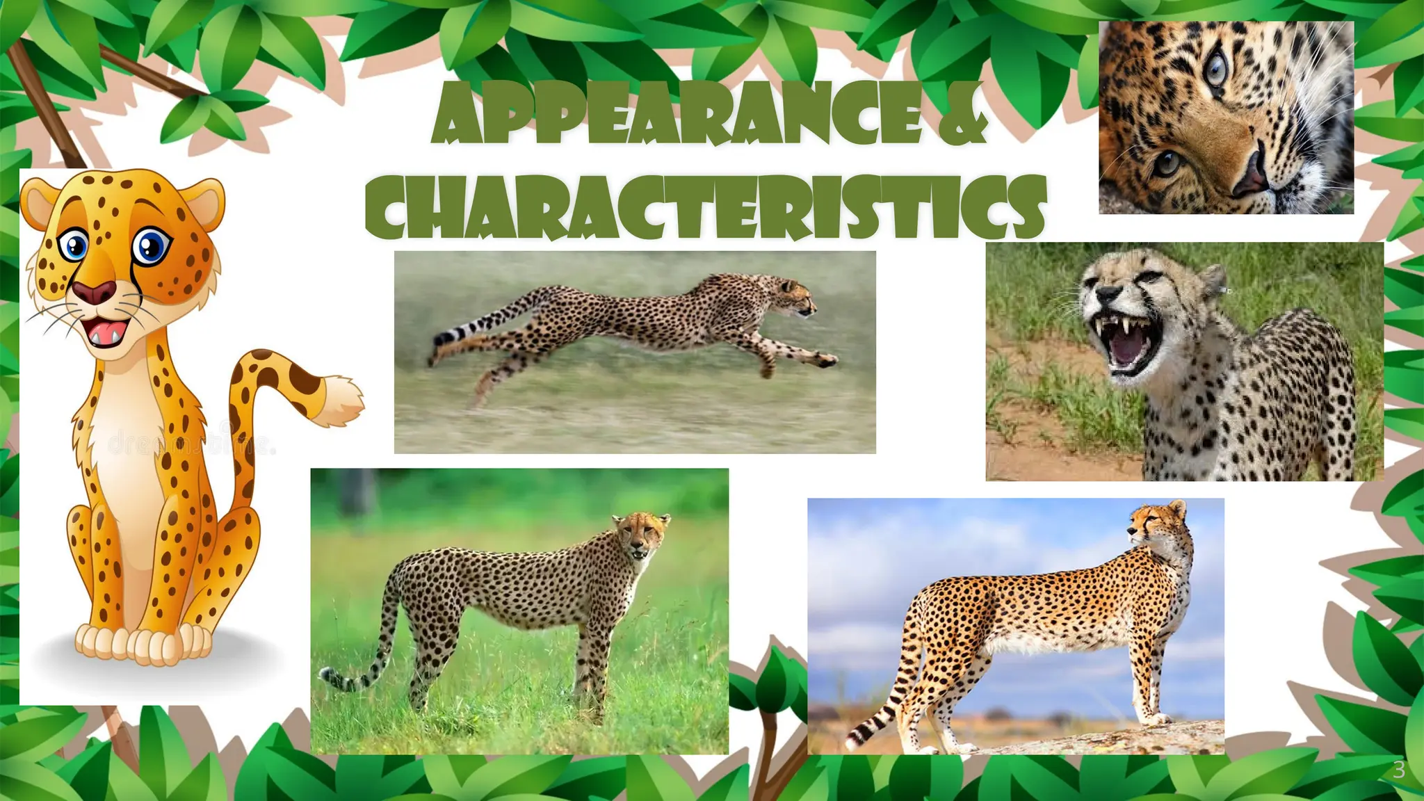 Show & Tell. on appearance, diet and interesting facts on cheetahs pptx ...