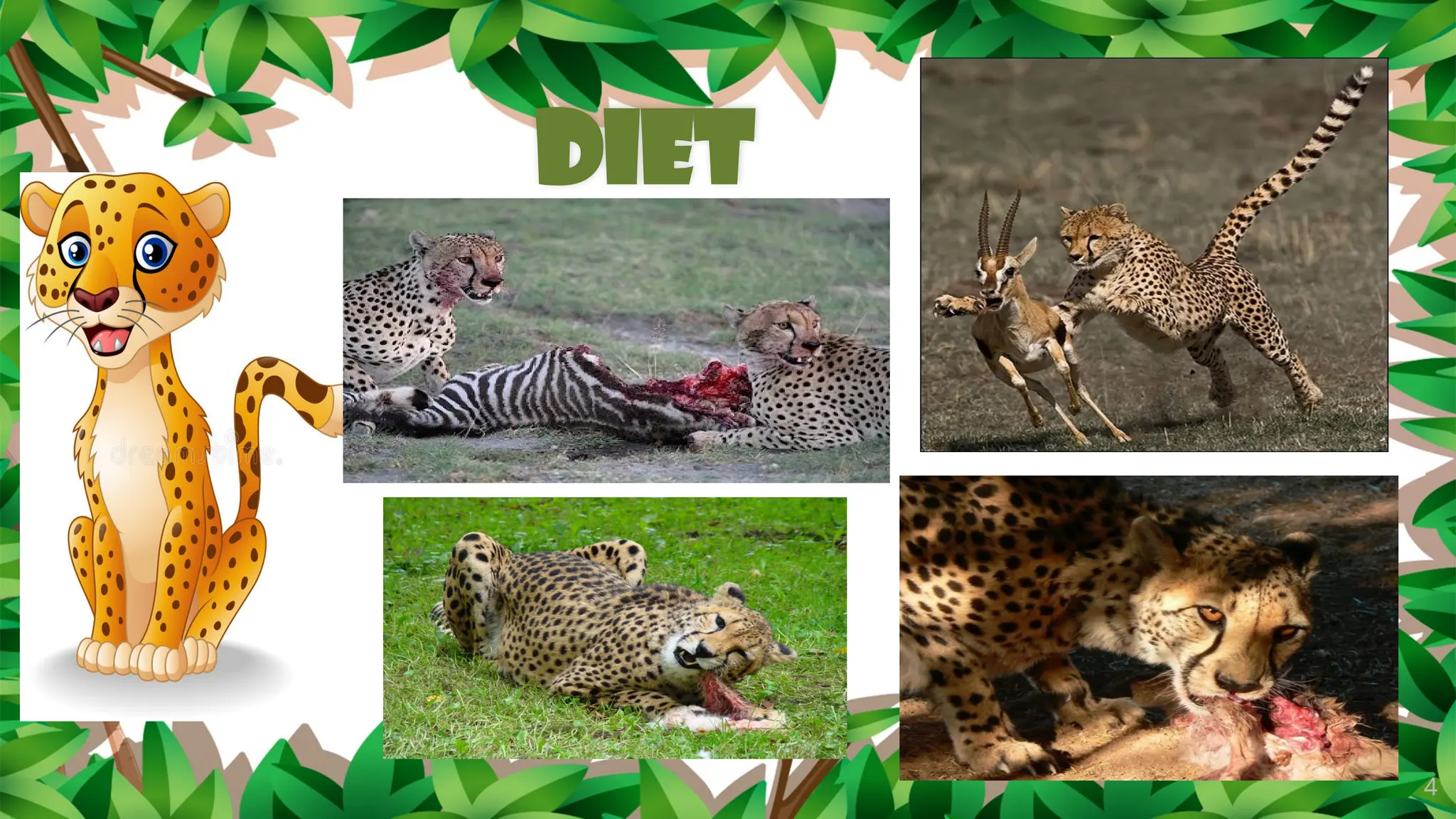 Show & Tell. on appearance, diet and interesting facts on cheetahs pptx ...