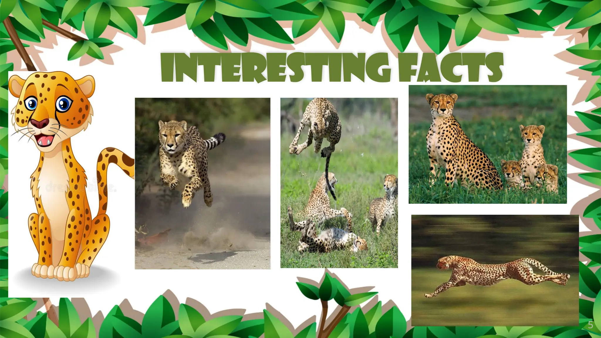 Show & Tell. on appearance, diet and interesting facts on cheetahs pptx | PPTX