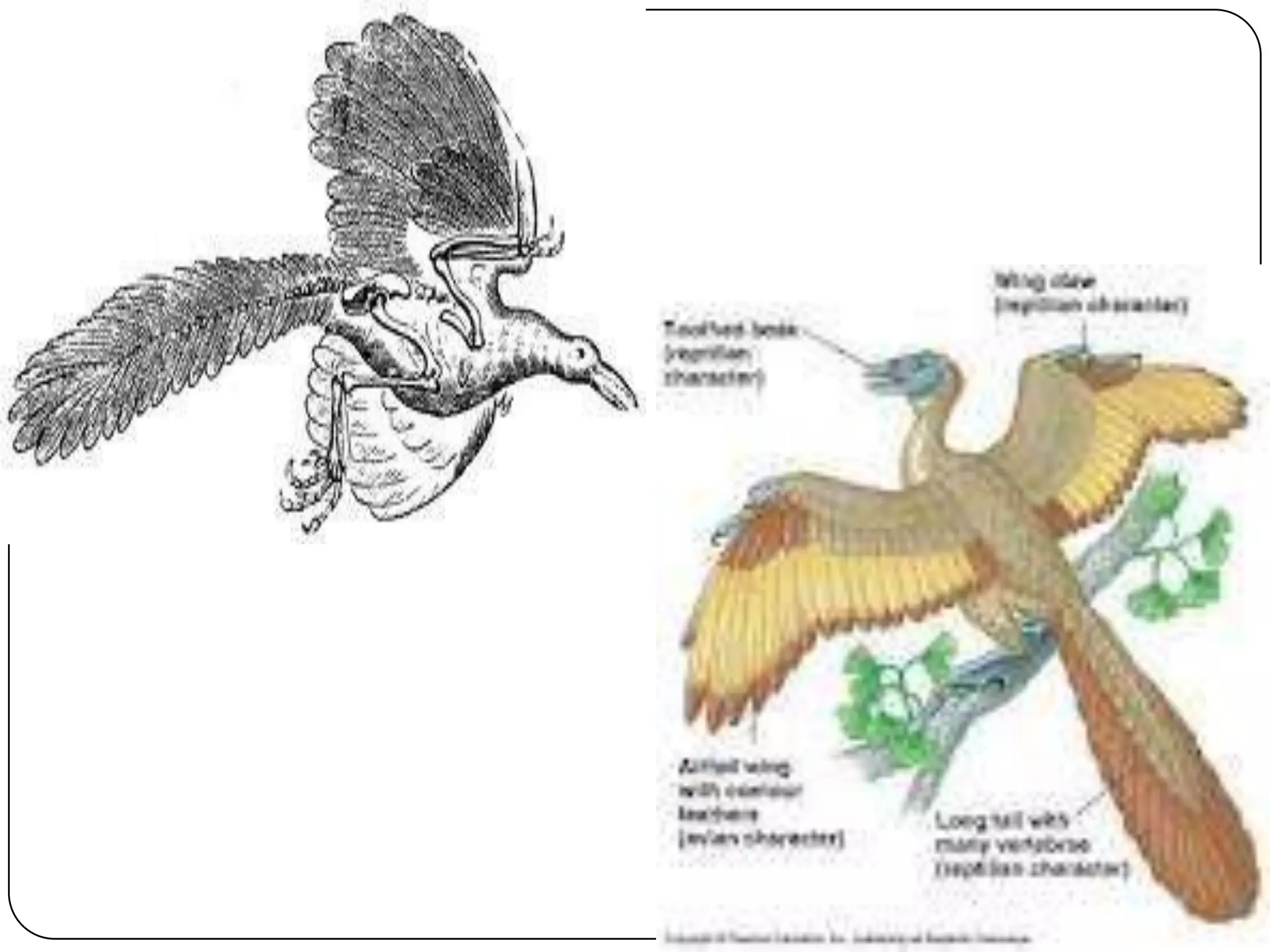 Evolucioni i Shpendeve | PPTX