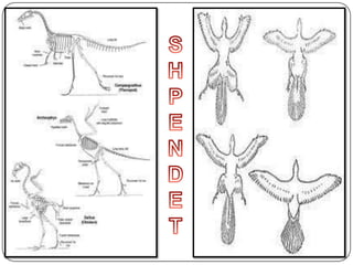 Evolucioni i Shpendeve | PPTX