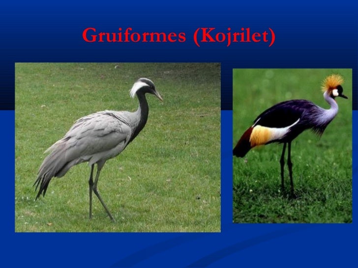 Shpendet dhe gjitaret