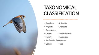 Falcon | PPTX