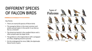 Falcon | PPTX