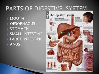 digestive system .pptx
