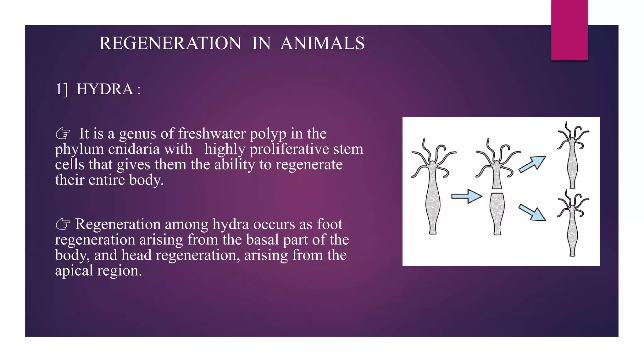 Regeneration in animals except earthworm | PPTX