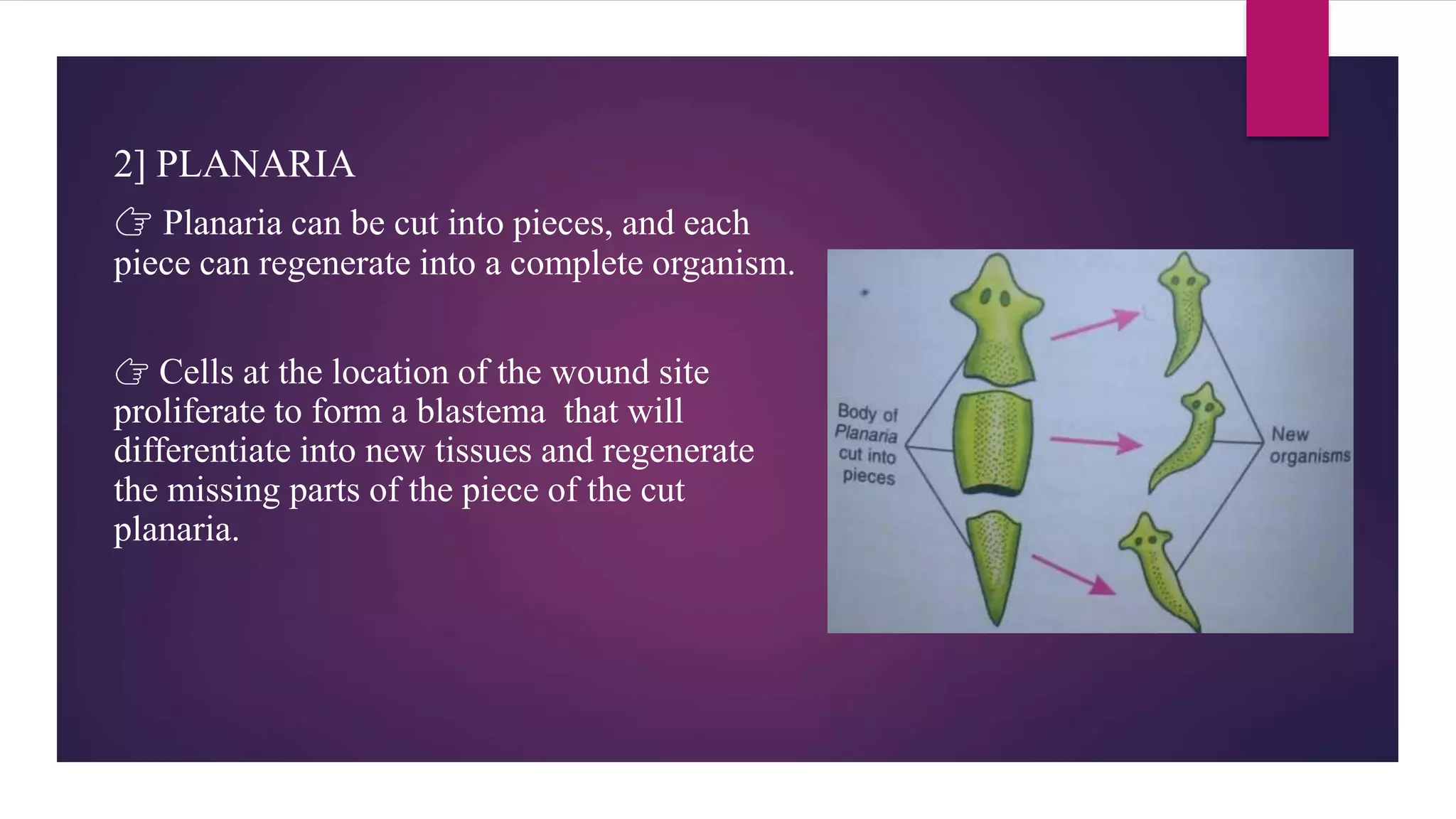 Regeneration in animals except earthworm | PPTX