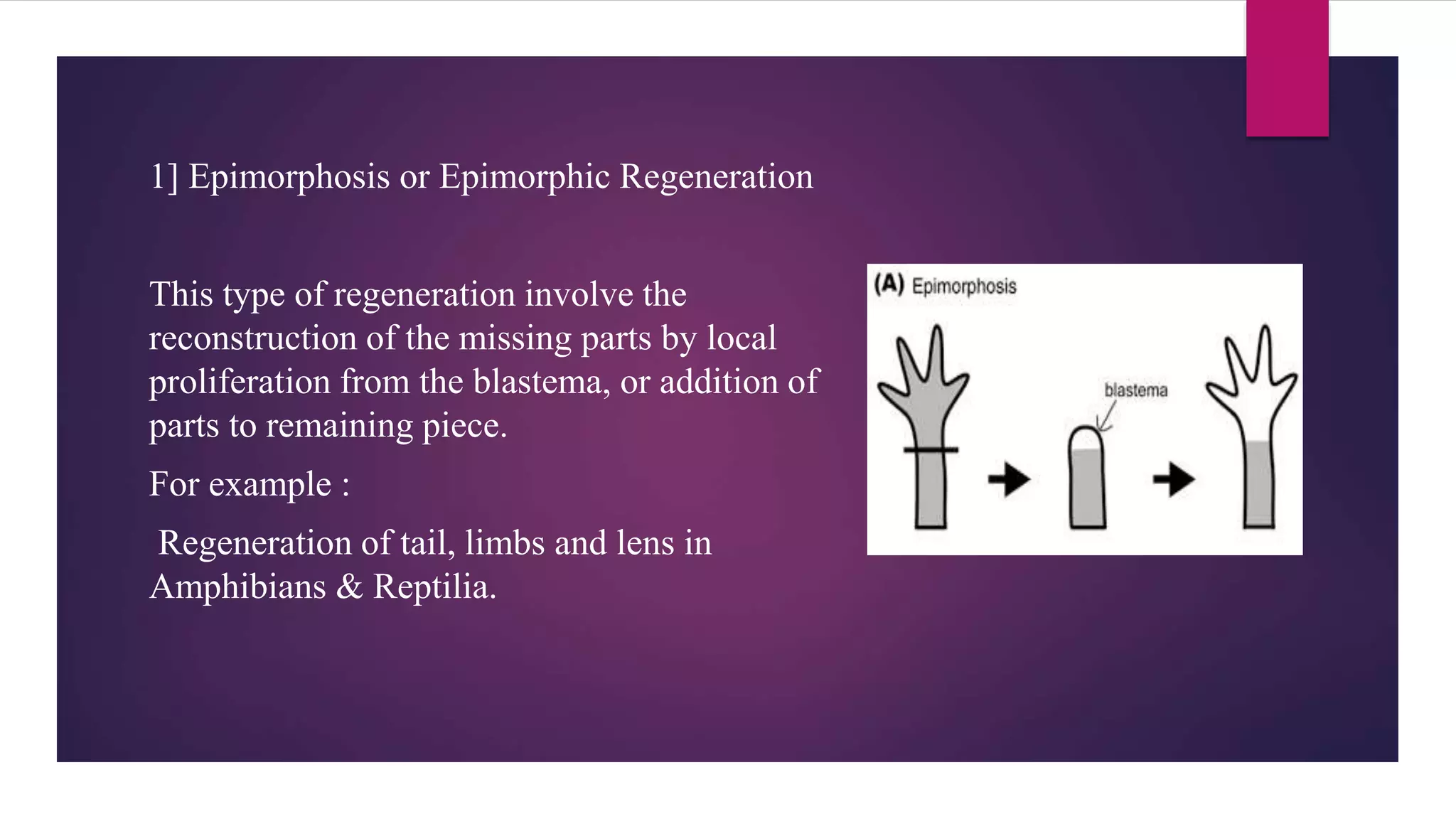 Regeneration in animals except earthworm | PPTX | Biological Sciences ...