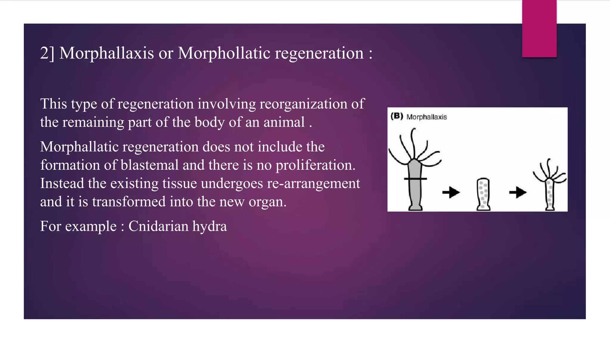 Regeneration in animals except earthworm | PPTX