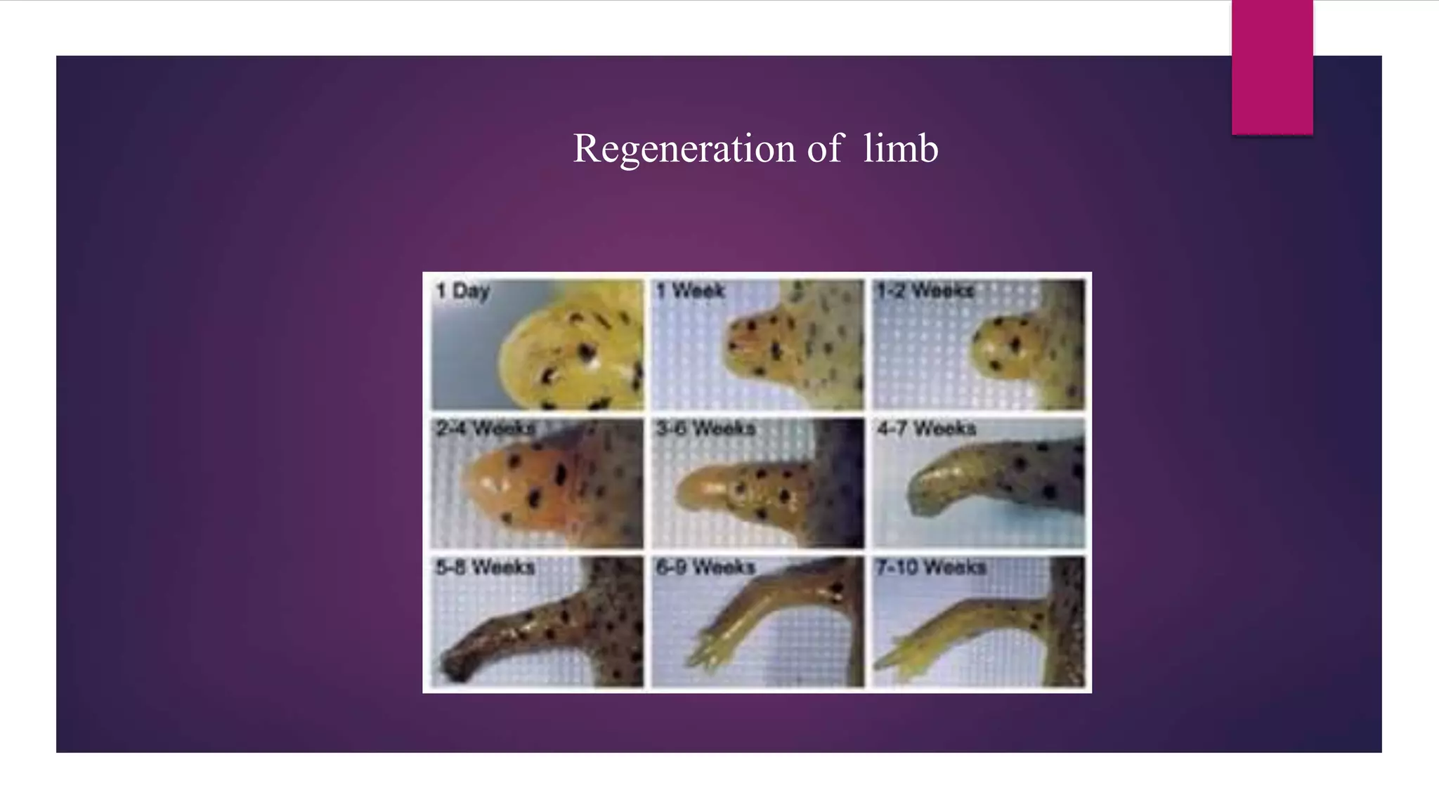 Regeneration in animals except earthworm | PPTX