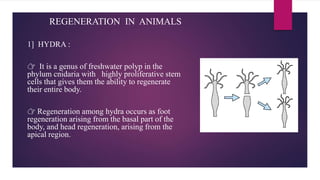Regeneration in animals except earthworm | PPTX | Biological Sciences ...