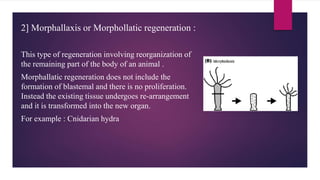 Regeneration in animals except earthworm | PPTX | Biological Sciences ...